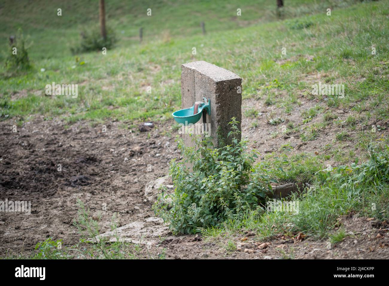 Domestic cattle (Bos taurus), fixed drinking trough on pasture, Velbert ...