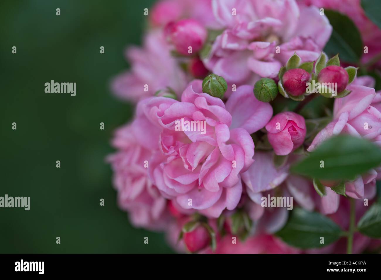 Shrub rose (Rosa), ornamental plant in full bloom in the garden ...