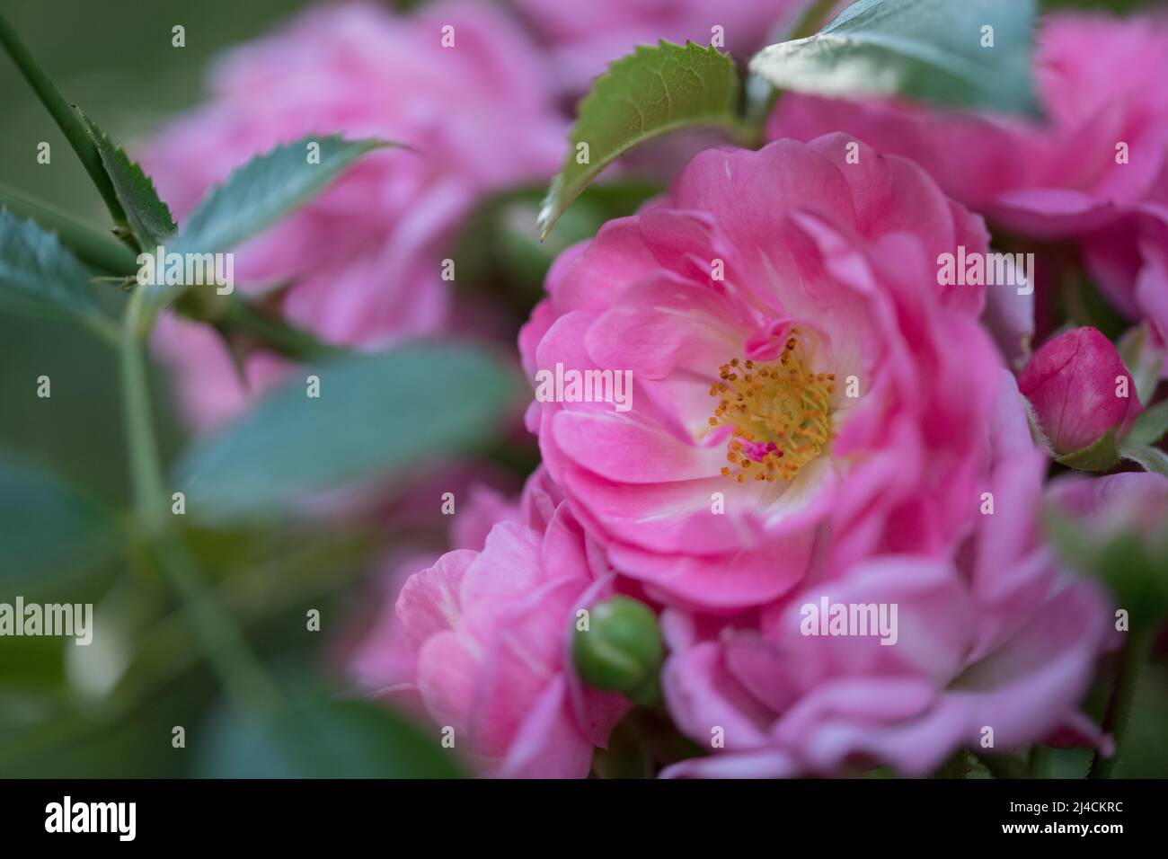 Shrub rose (Rosa), ornamental plant in full bloom in the garden ...