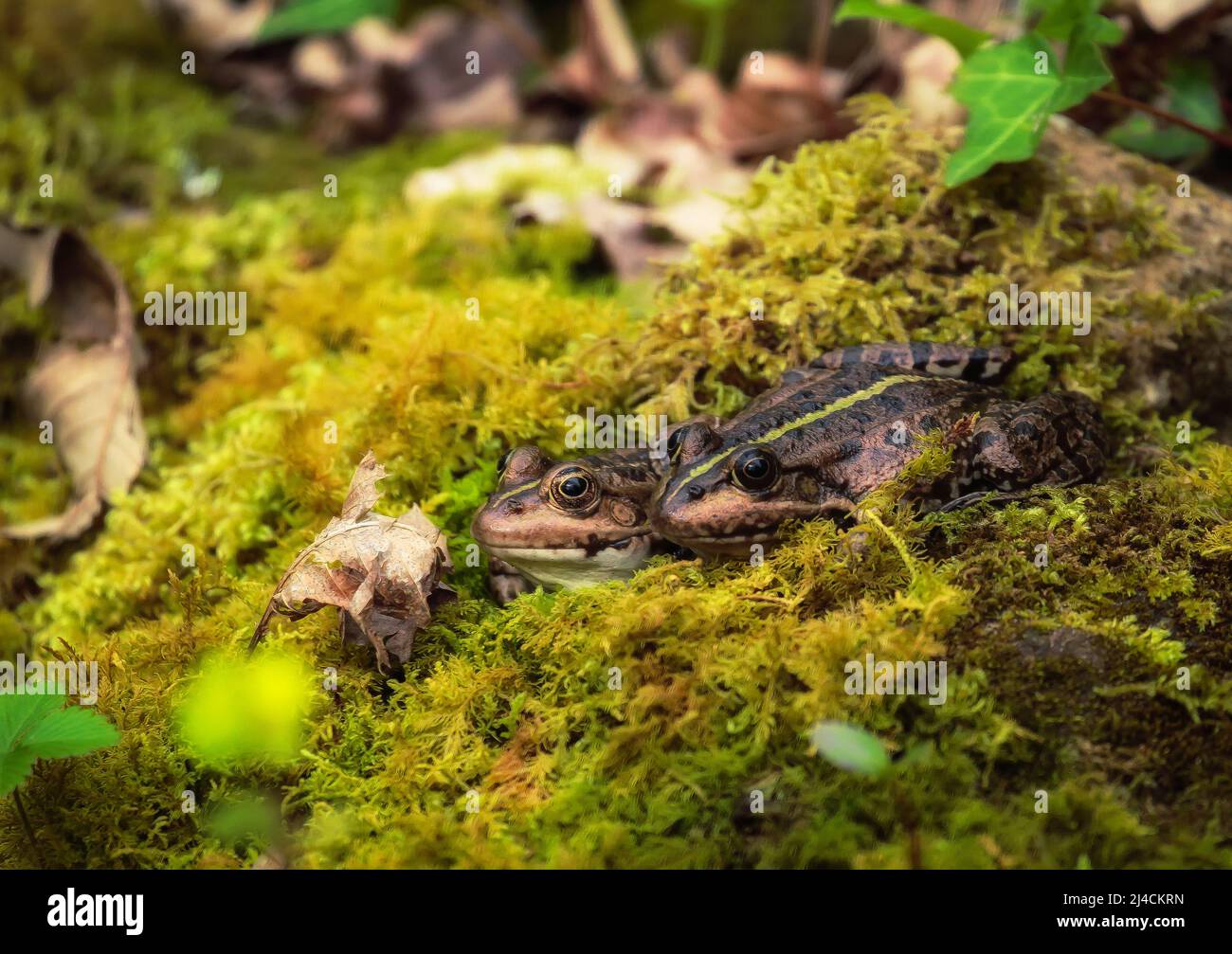 Water loving amphibian hi-res stock photography and images - Alamy