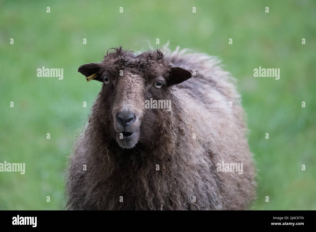 Ouessant sheep also Breton dwarf sheep, specially bred breed for use as ...
