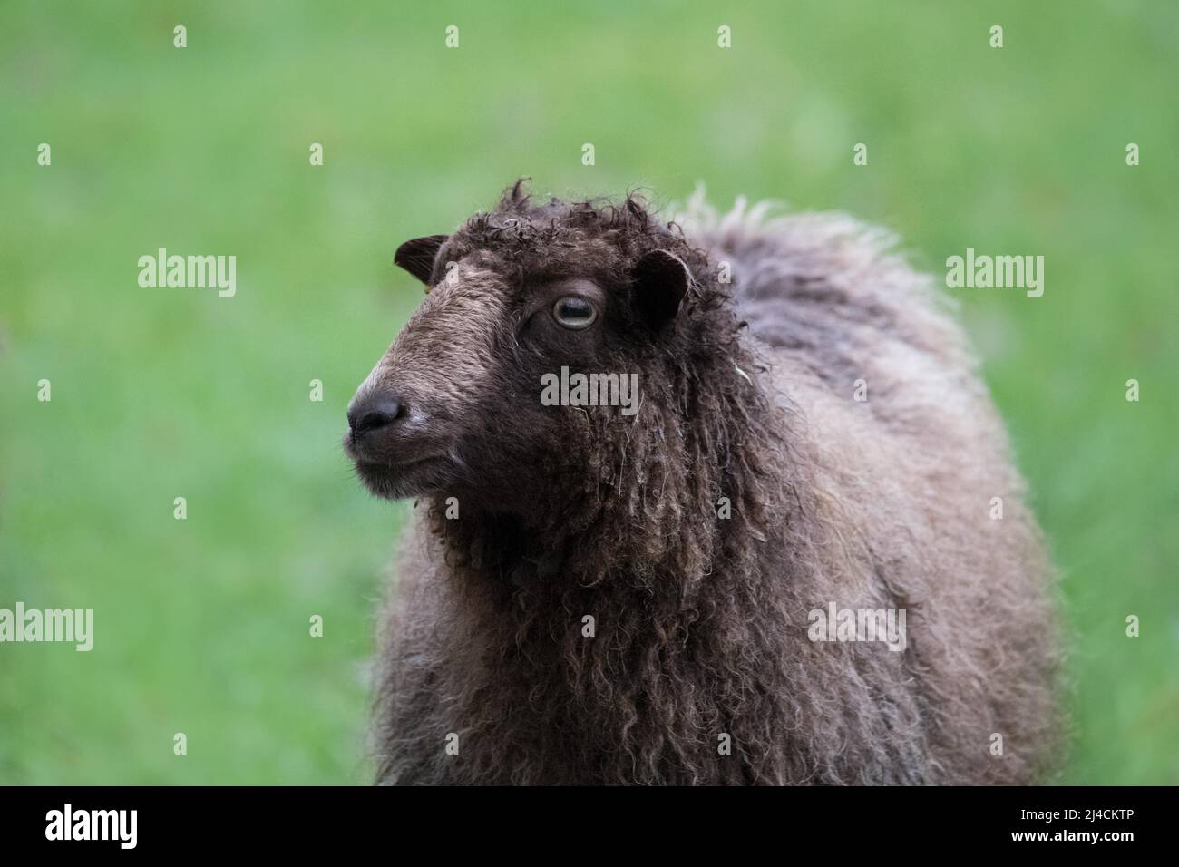 Ouessant sheep also Breton dwarf sheep, specially bred breed for use as ...