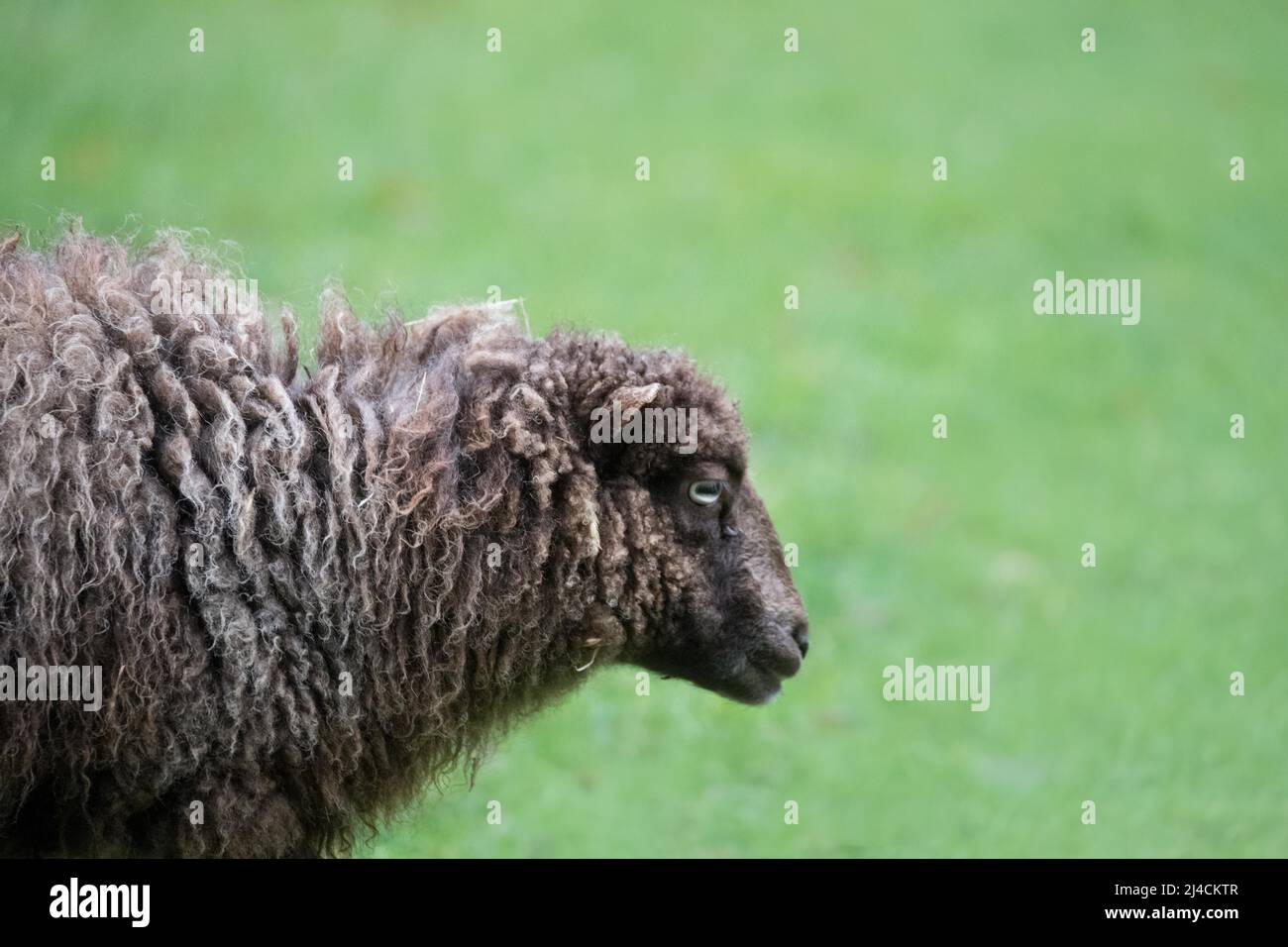 Ouessant sheep also Breton dwarf sheep, specially bred breed for use as ...