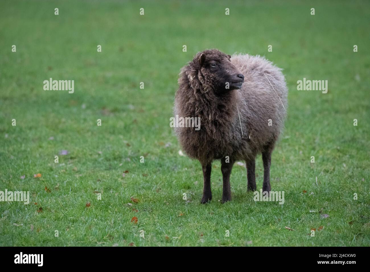 Dwarf sheep hi-res stock photography and images - Alamy