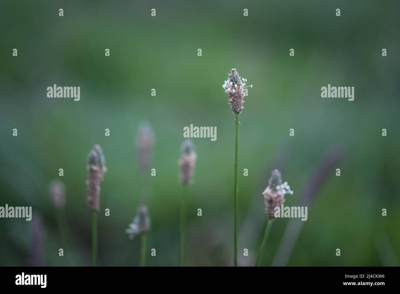 Ribwort plantain (Plantago lanceolata), inflorescence, medicinal herb ...