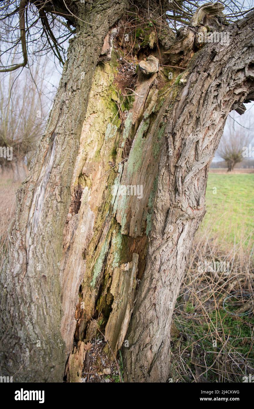 Willows (Salix), old pollarded willow with abundant deadwood structures ...