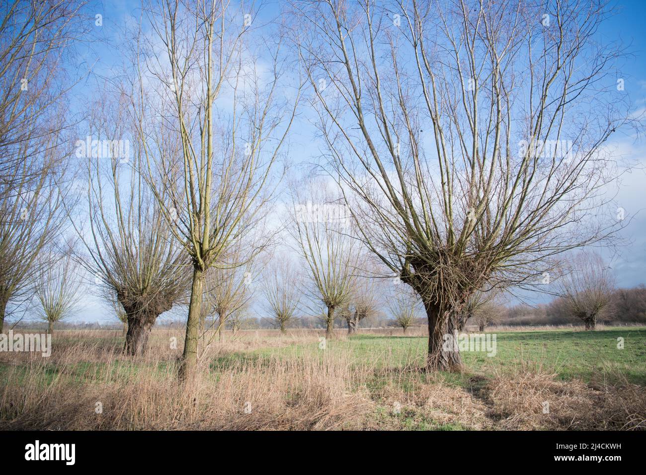 Willows (Salix), old pollarded willow with abundant deadwood structures ...
