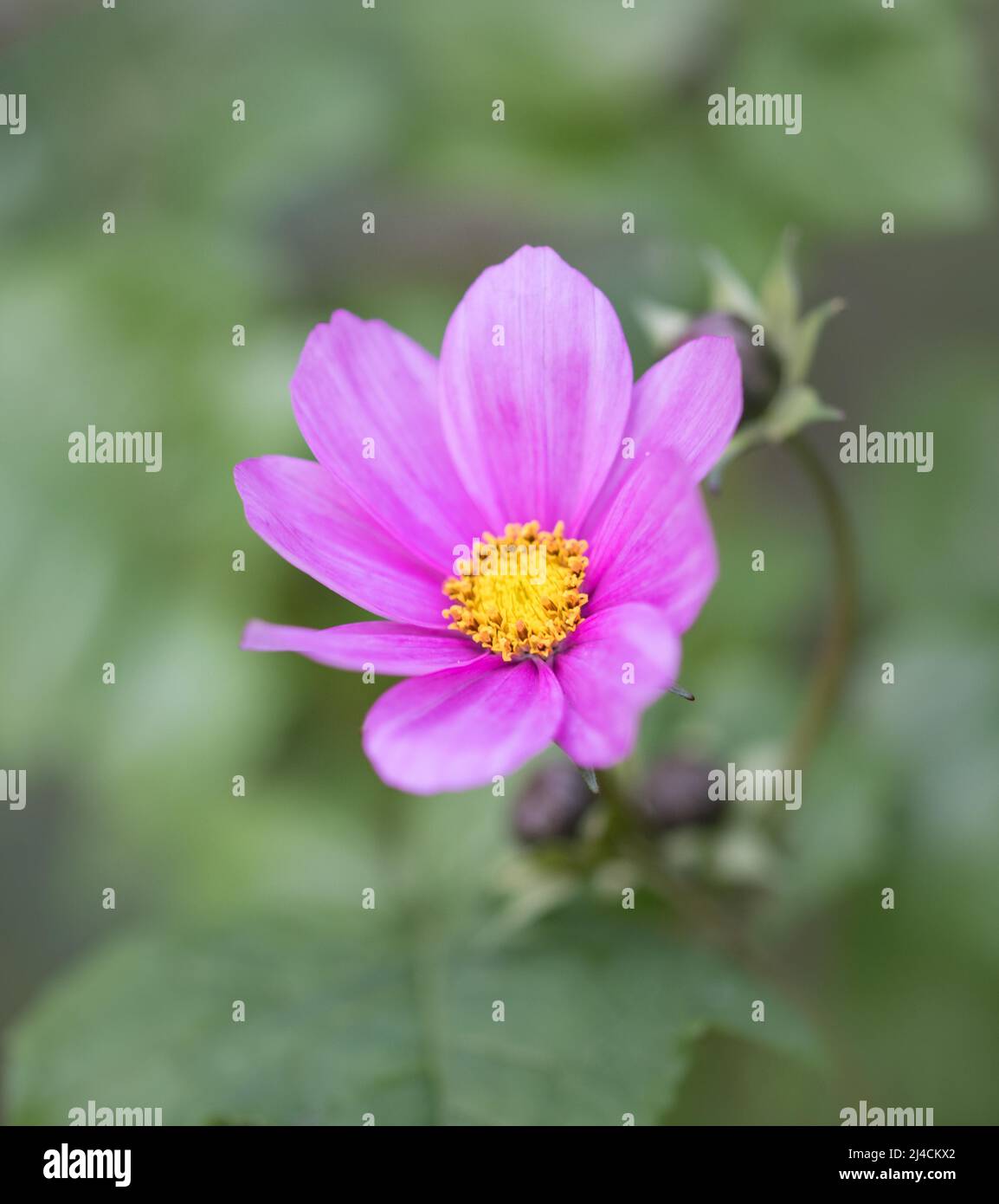 Mexican aster (Cosmos bipinnatus), flower and bud next to each other in ...