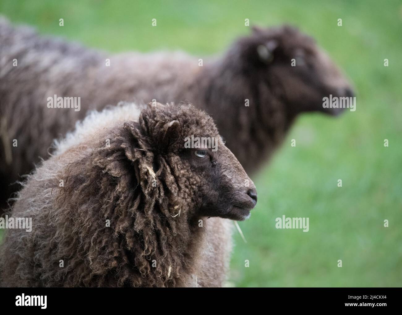 Ouessant sheep also Breton dwarf sheep, specially bred breed for use as ...