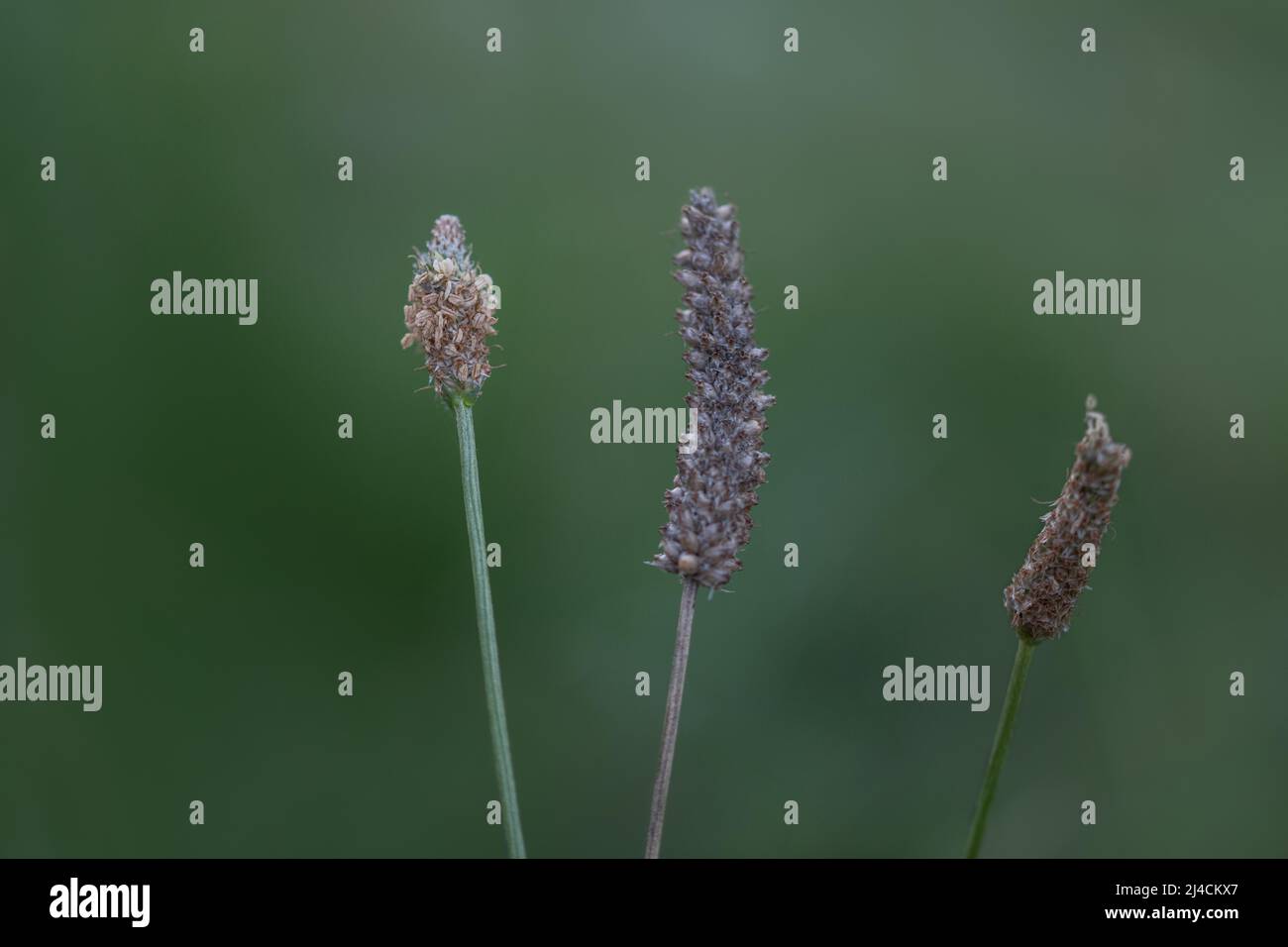 Ribwort plantain (Plantago lanceolata), inflorescence, medicinal herb ...