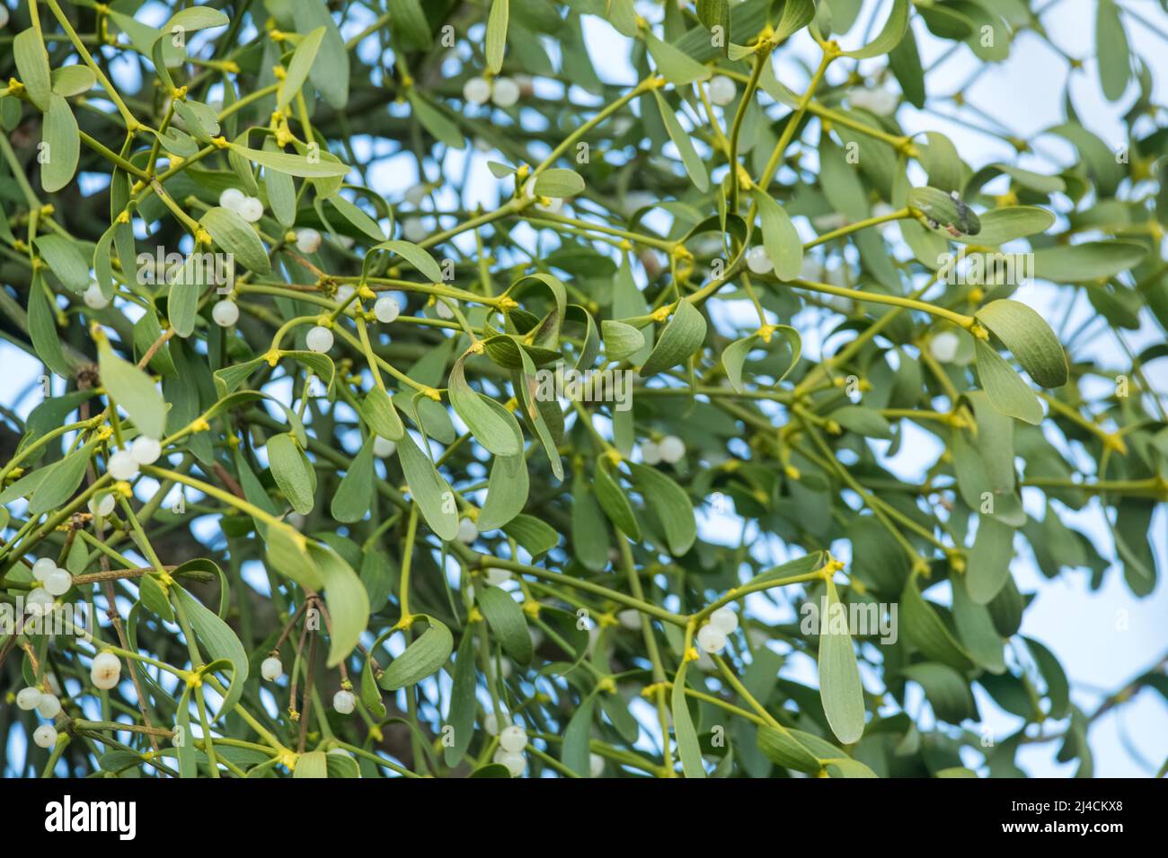 European mistletoe (Viscum album), formed fruits, Duesseldorf, Germany ...