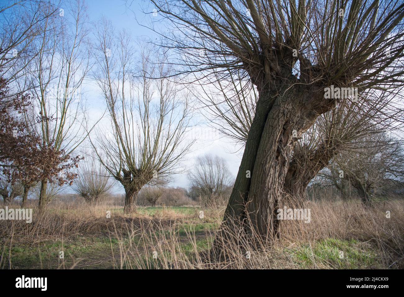Willows (Salix), old pollarded willow with abundant deadwood structures ...