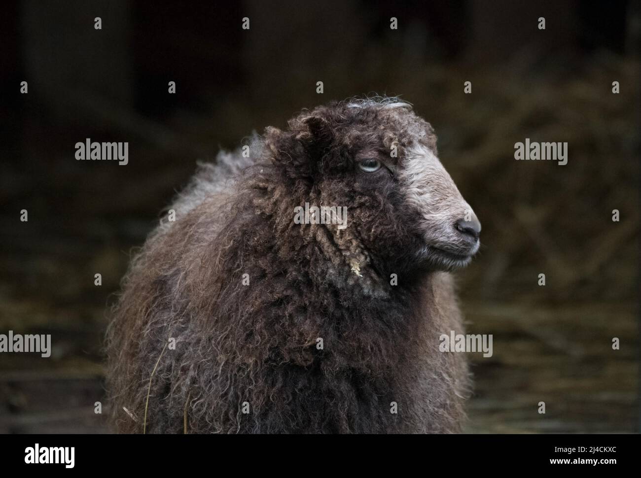 Ouessant sheep also Breton dwarf sheep, specially bred breed for use as ...