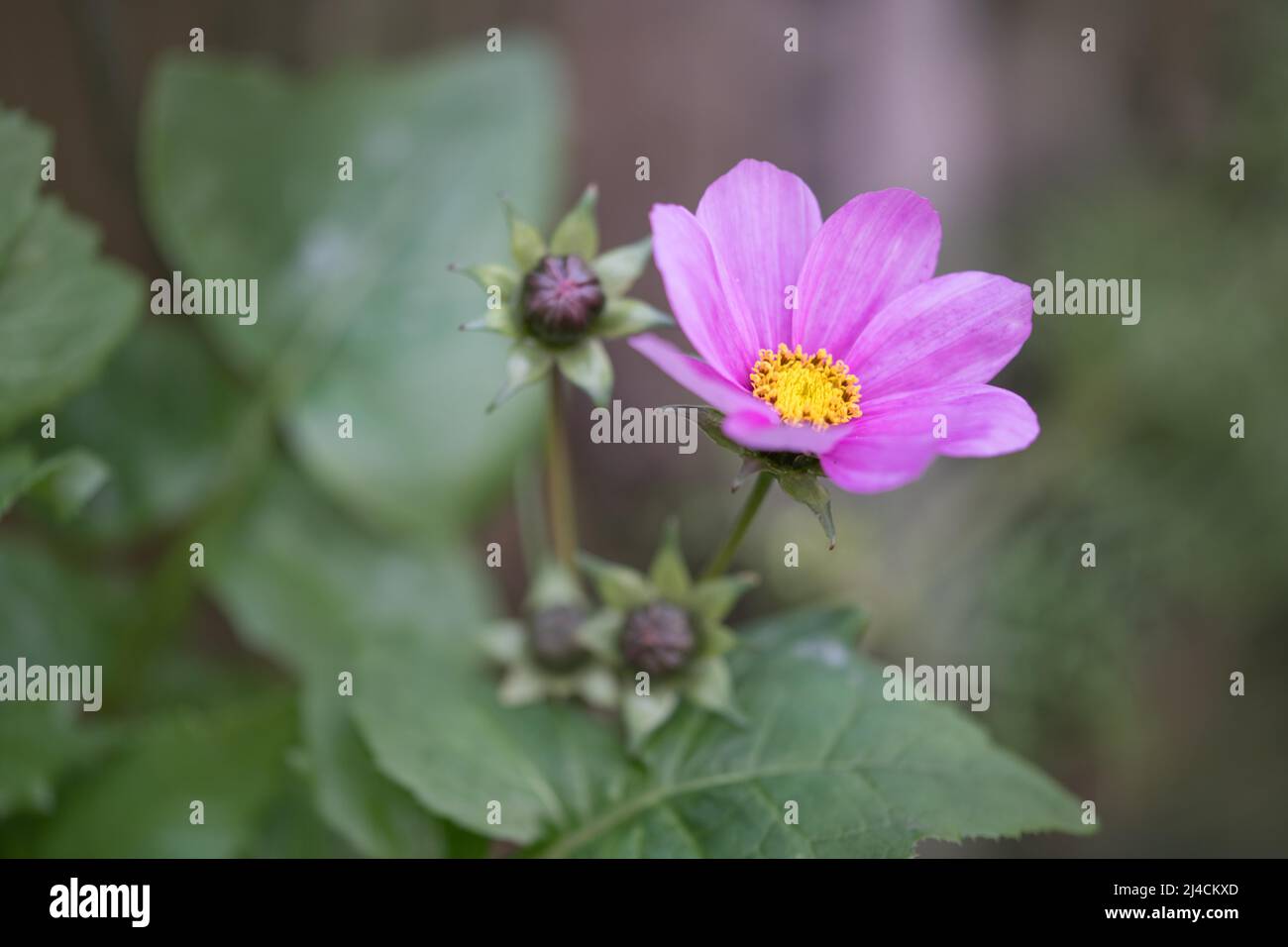 Mexican aster (Cosmos bipinnatus), flower and three buds next to each ...