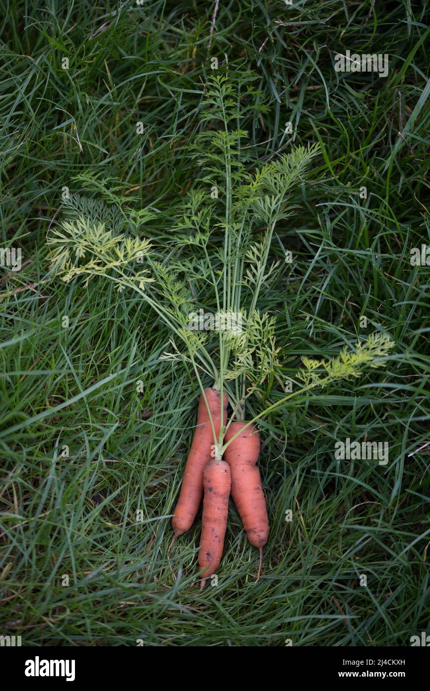 Carrot (Daucus carota), just harvested lies on the meadow in the garden ...