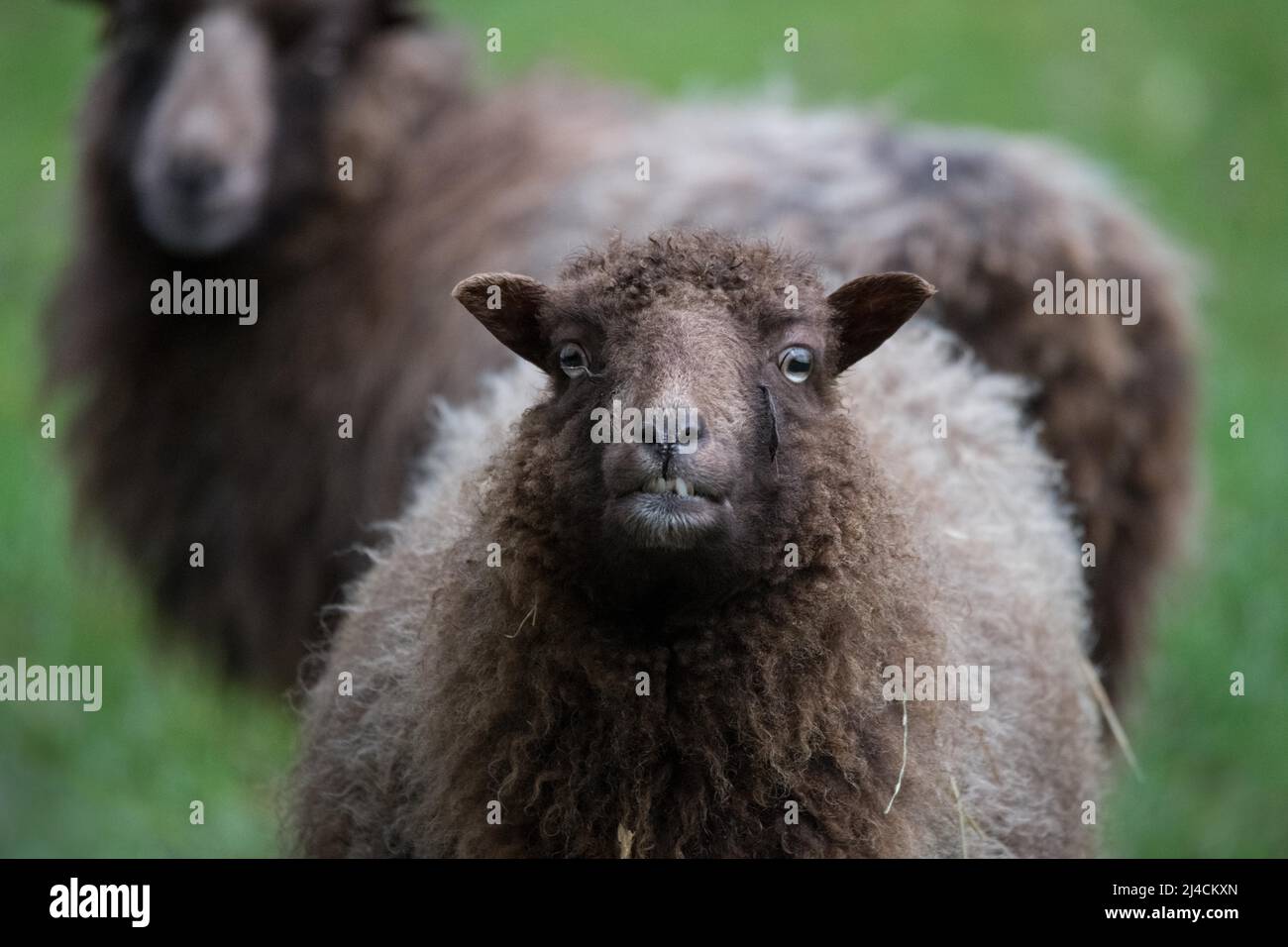 Ouessant sheep also Breton dwarf sheep, specially bred breed for use as ...
