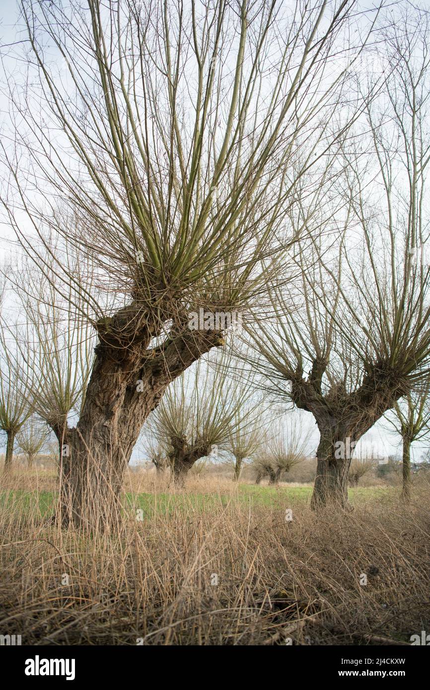 Willows (Salix), old pollarded willow with abundant deadwood structures ...