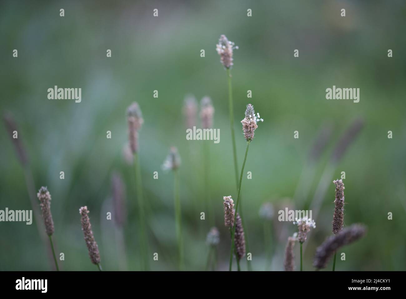 Ribwort plantain (Plantago lanceolata), inflorescence, medicinal herb ...