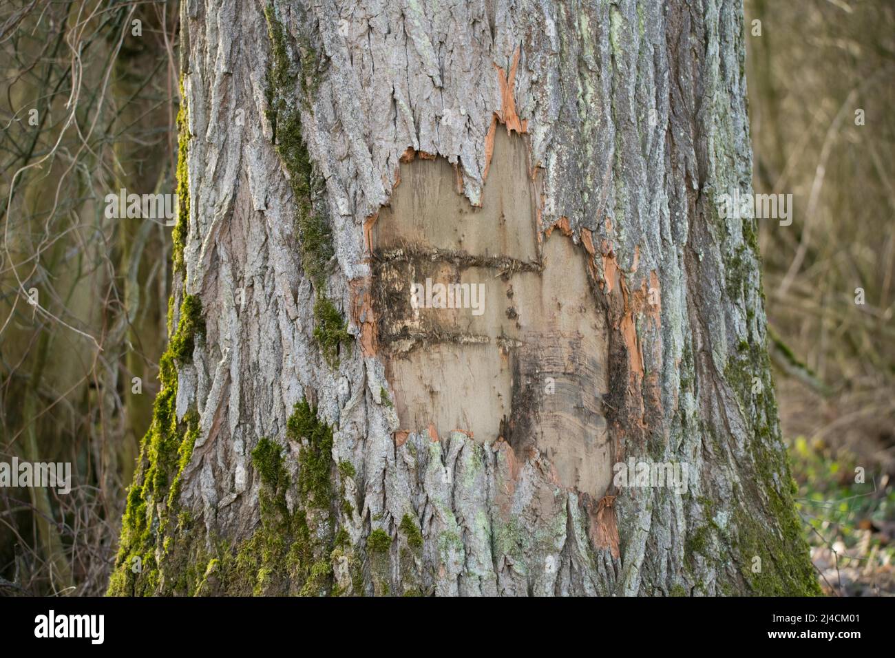 Conventional forestry, damaged tree in the forest caused by a harvester ...