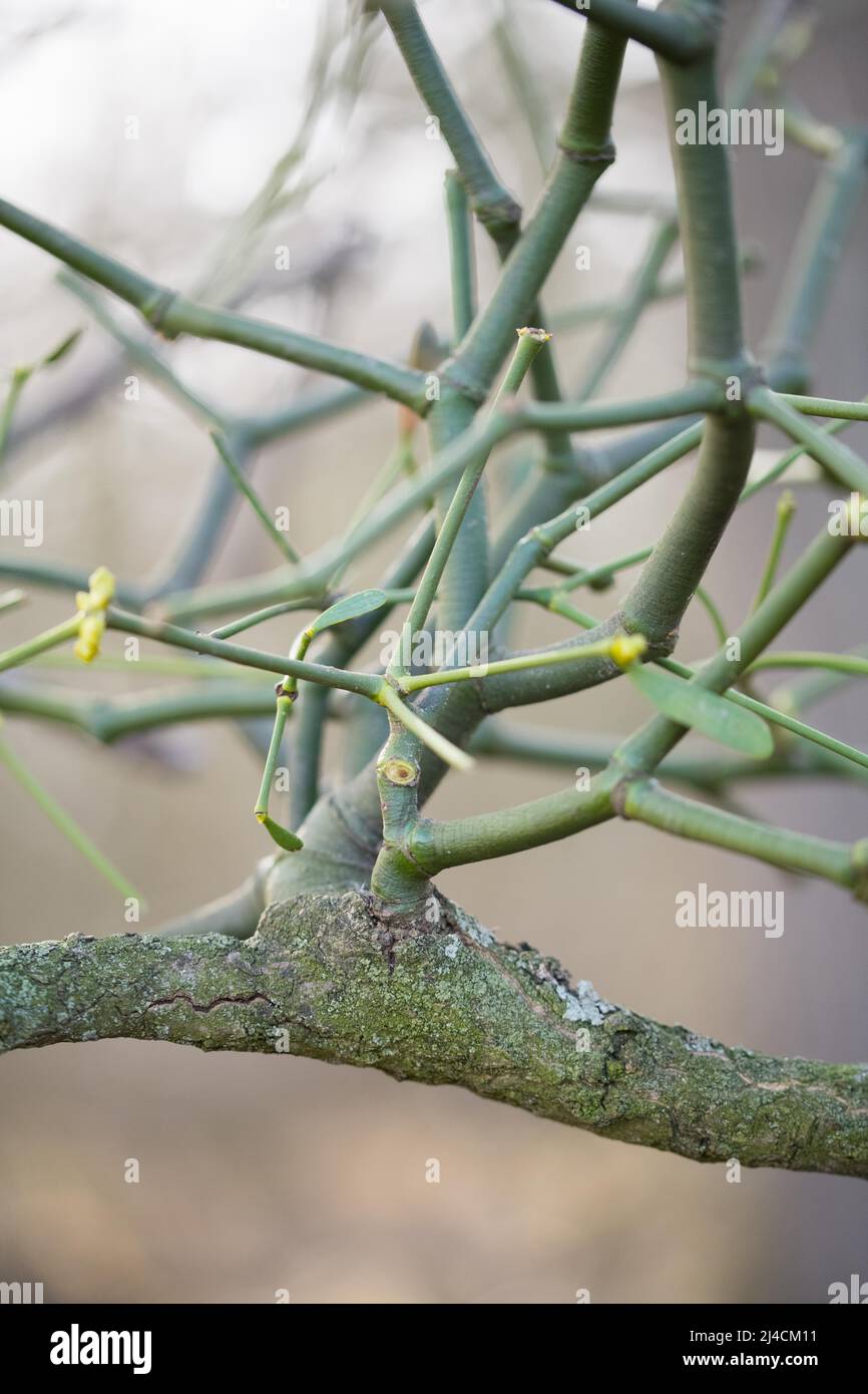 European mistletoe (Viscum album), attachment of mistletoe to a branch ...