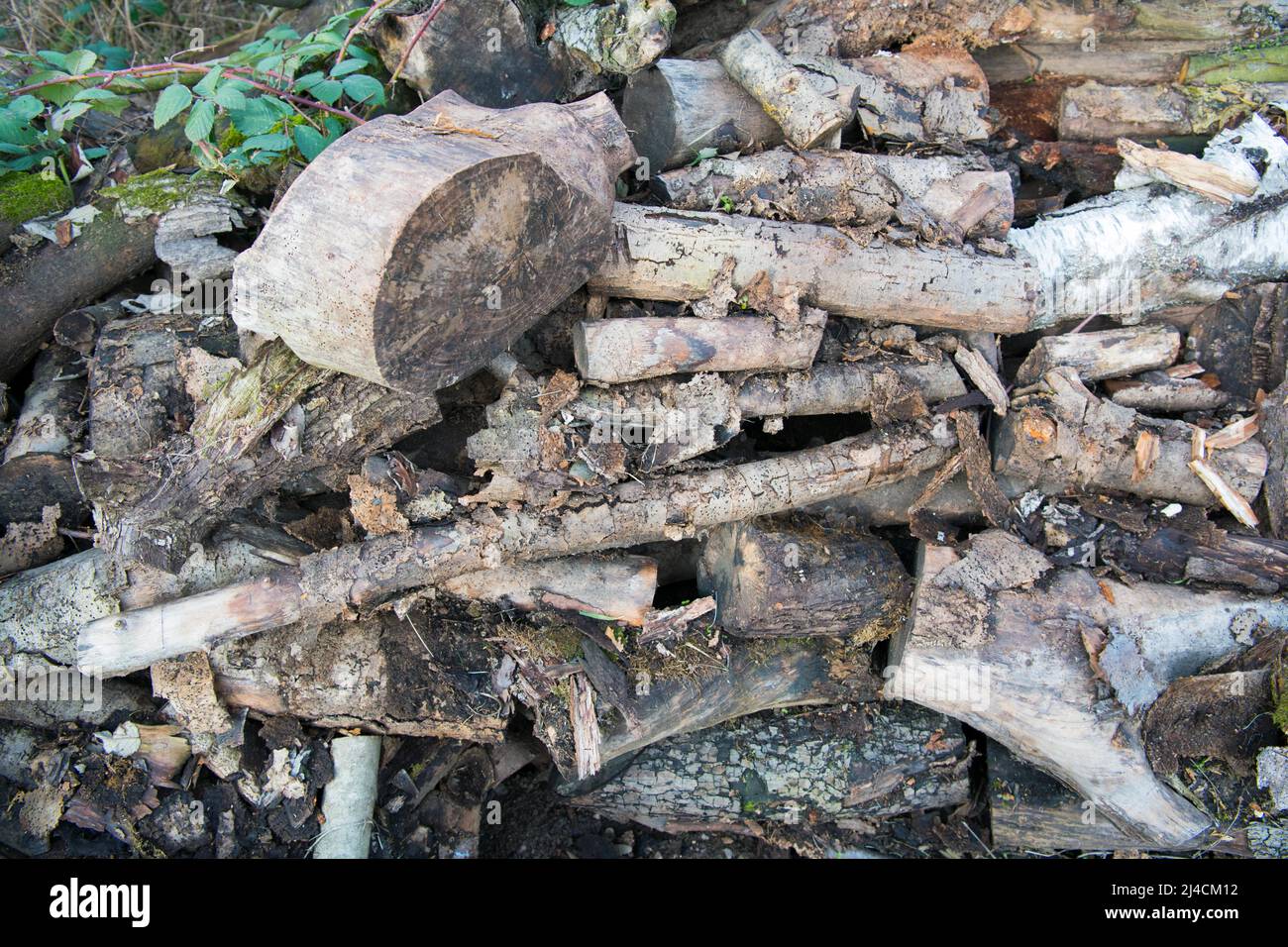 Microhabitat hi-res stock photography and images - Alamy