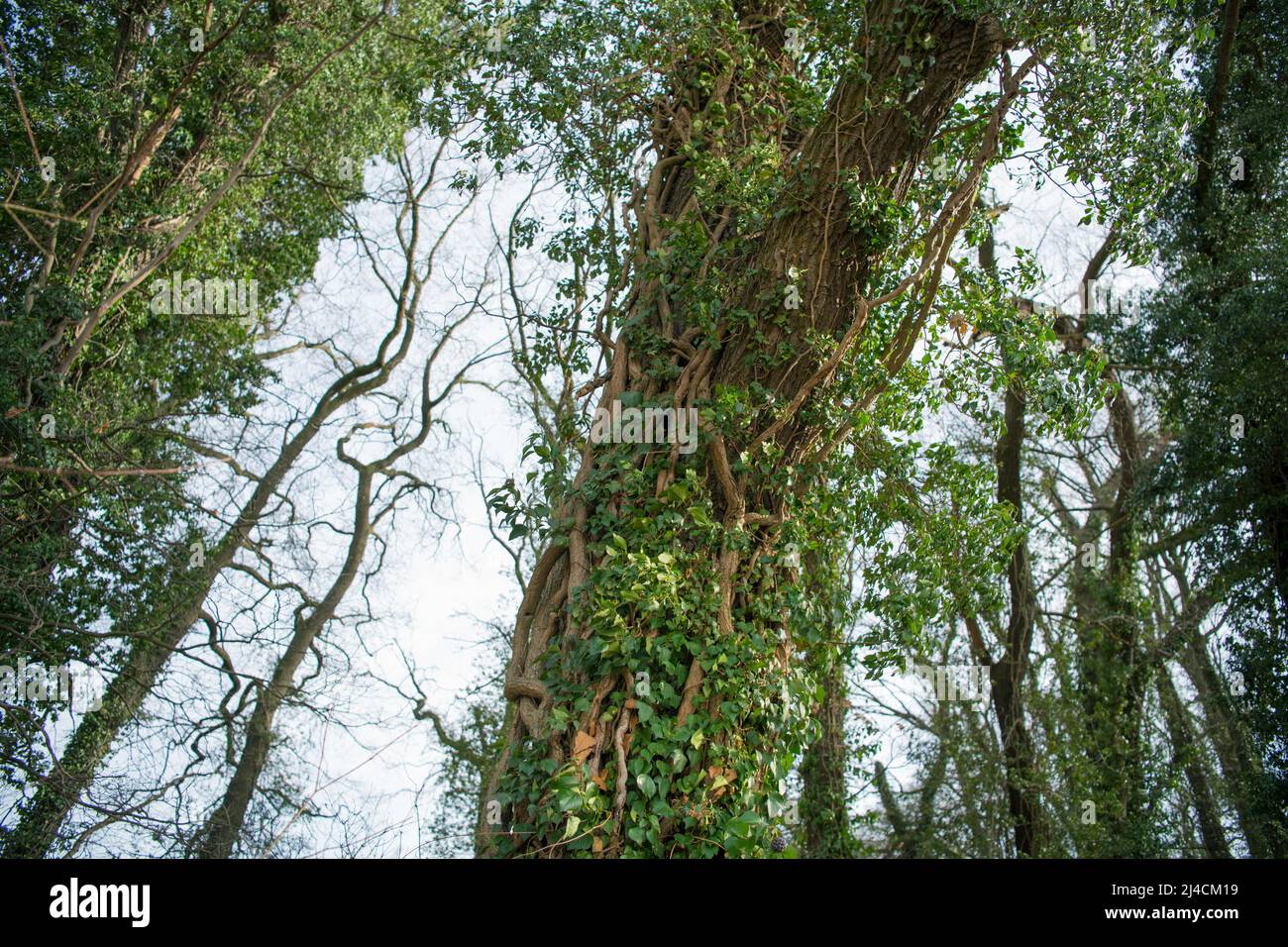 Common ivy (Hedera helix), growing up a tree, Duesseldorf, Germany ...