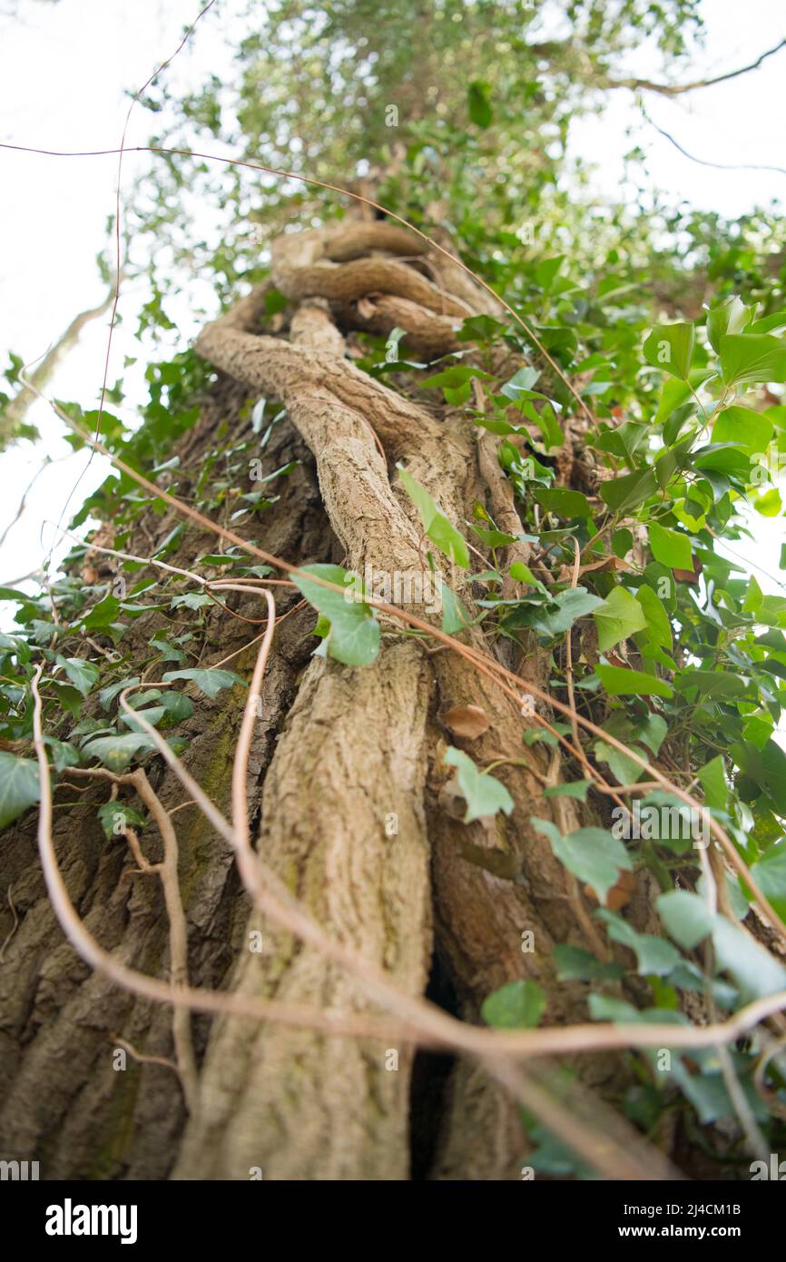 Common ivy (Hedera helix), growing up a tree, Duesseldorf, Germany ...