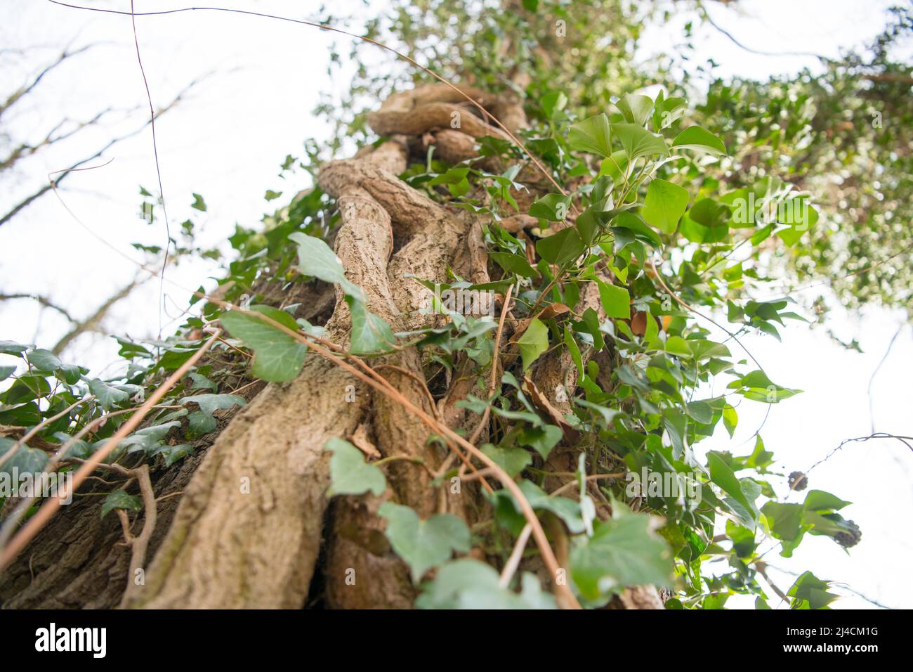 Common ivy (Hedera helix), growing up a tree, Duesseldorf, Germany ...