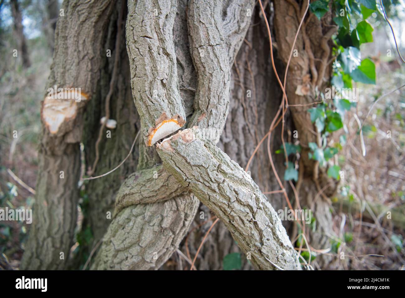Common ivy (Hedera helix), cut ivy root to protect the tree ...