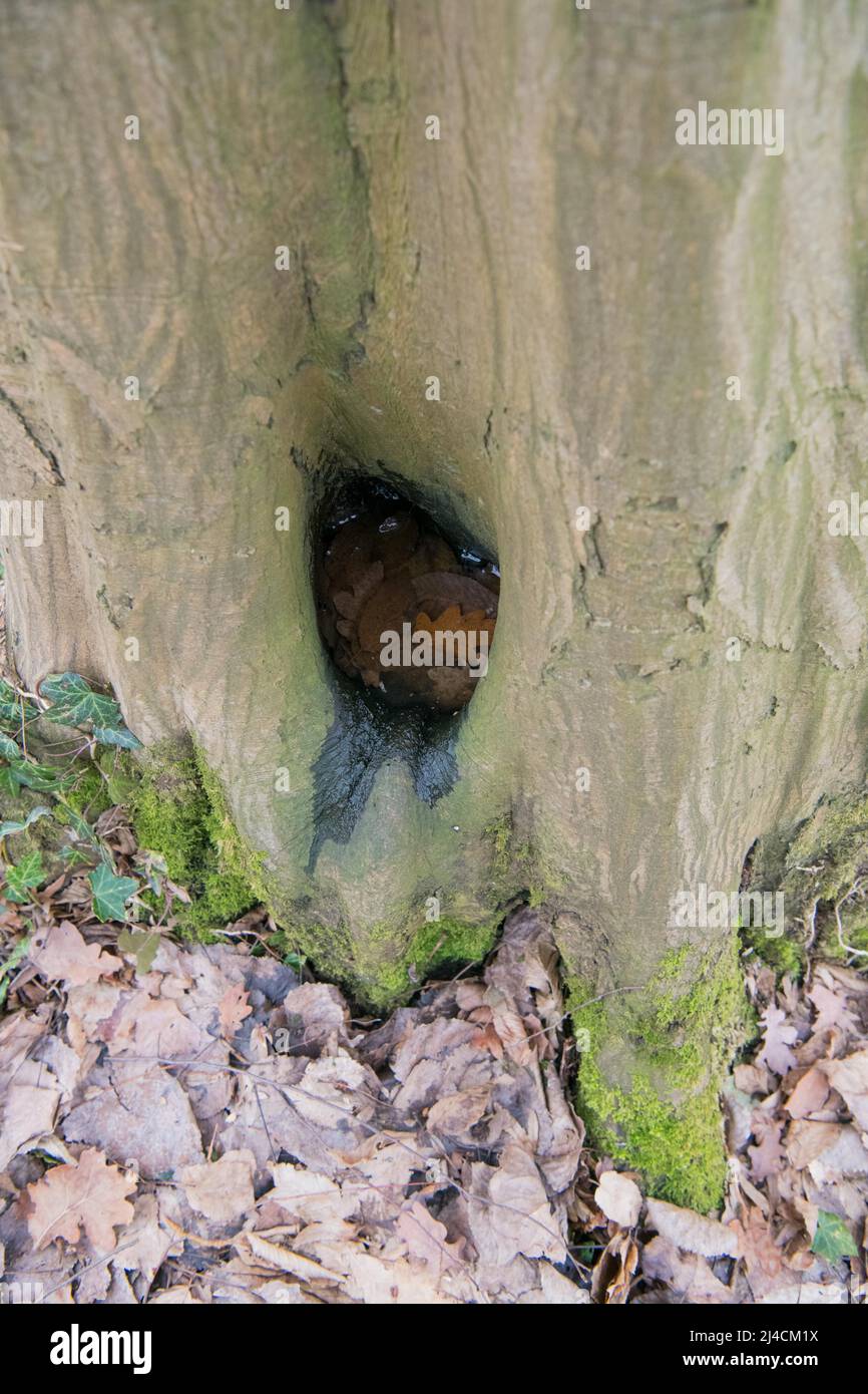 Water pot in old tree, ecologically very valuable microhabitat in the ...