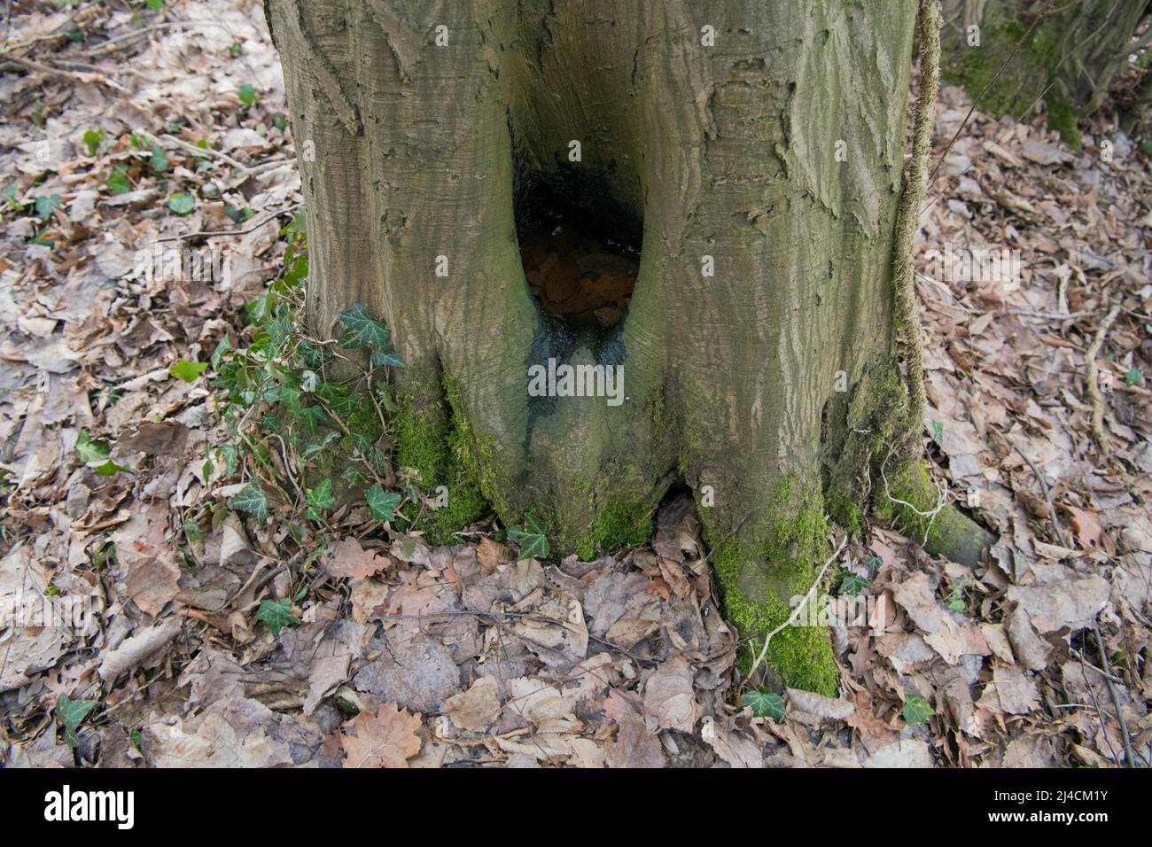 Water pot in old tree, ecologically very valuable microhabitat in the ...