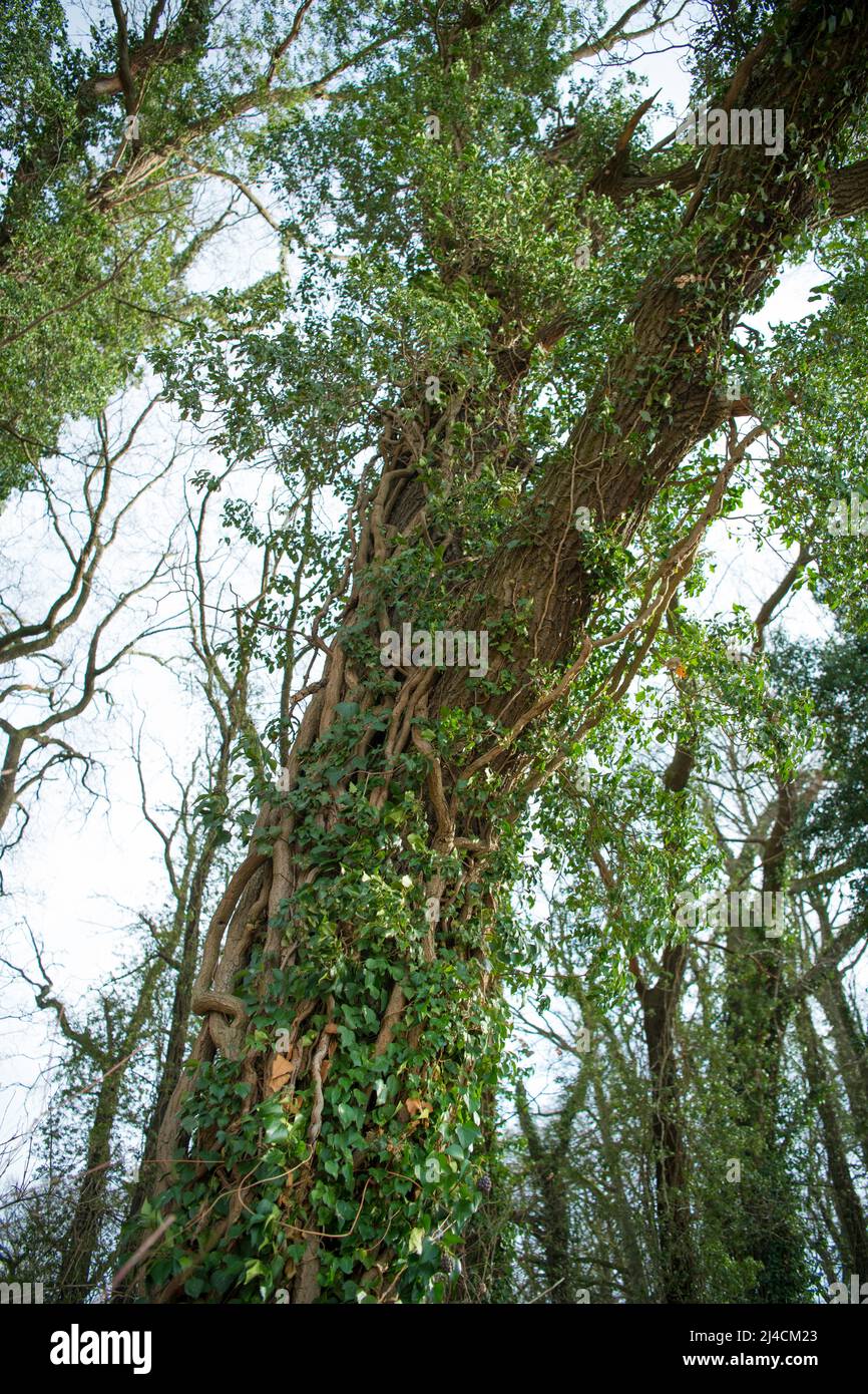Common common ivy (Hedera helix), growing up a tree, Duesseldorf ...