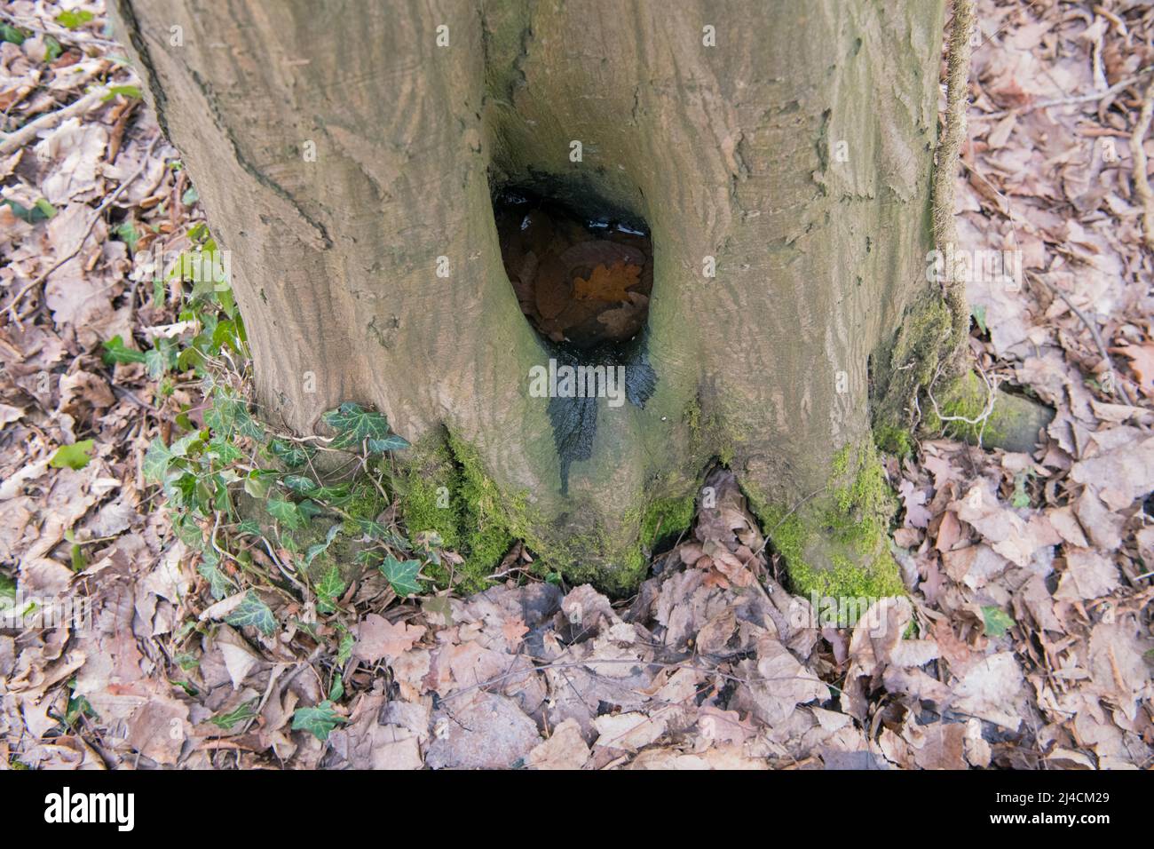 Water pot in old tree, ecologically very valuable microhabitat in the ...