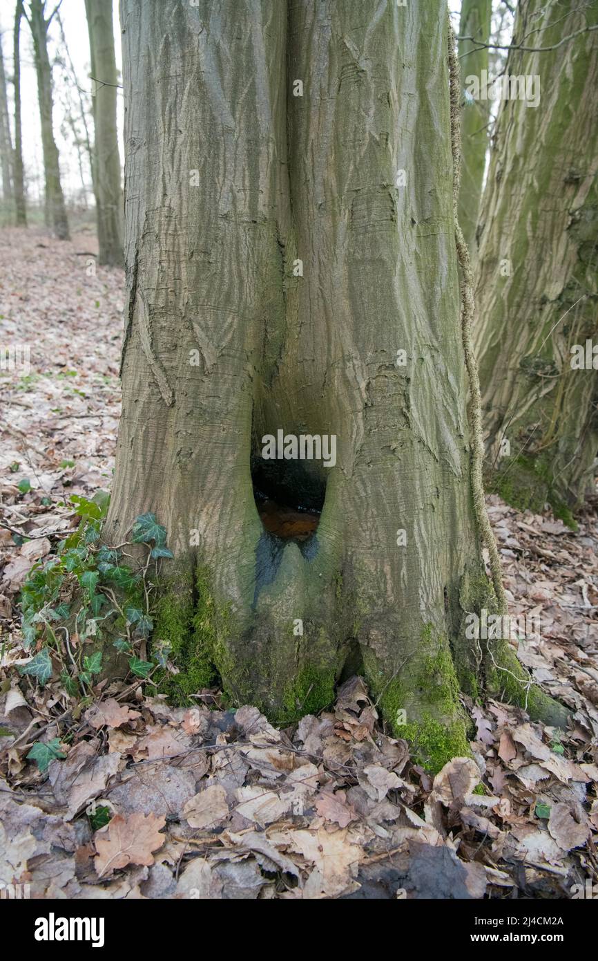 Water pot in old tree, ecologically very valuable microhabitat in the ...