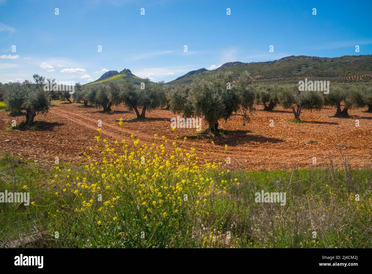 Mora tree hi-res stock photography and images - Alamy