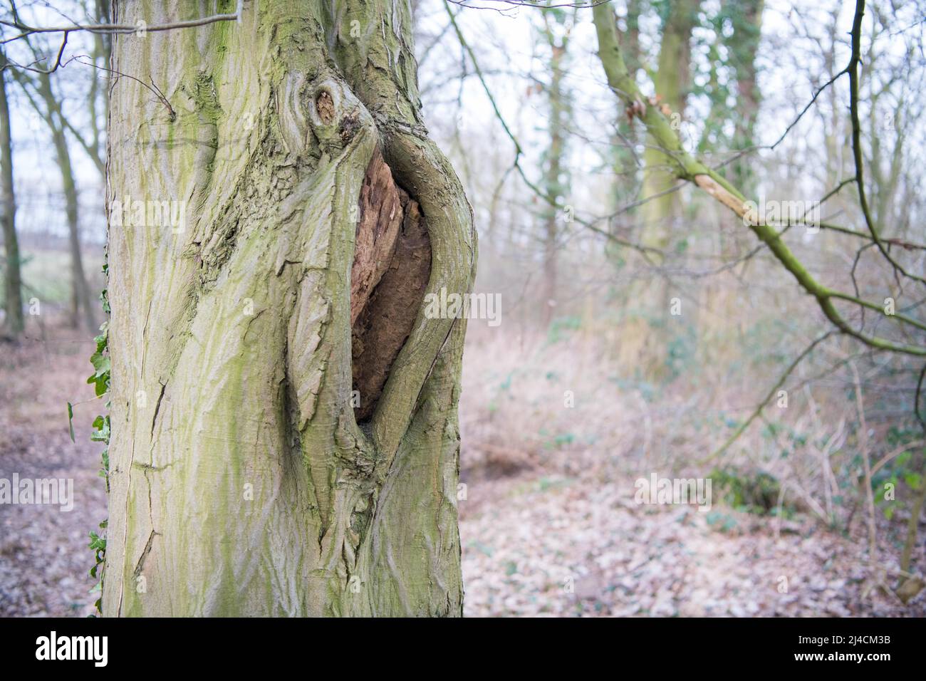 Mulm cavity in old tree, ecologically very valuable microhabitat in the ...