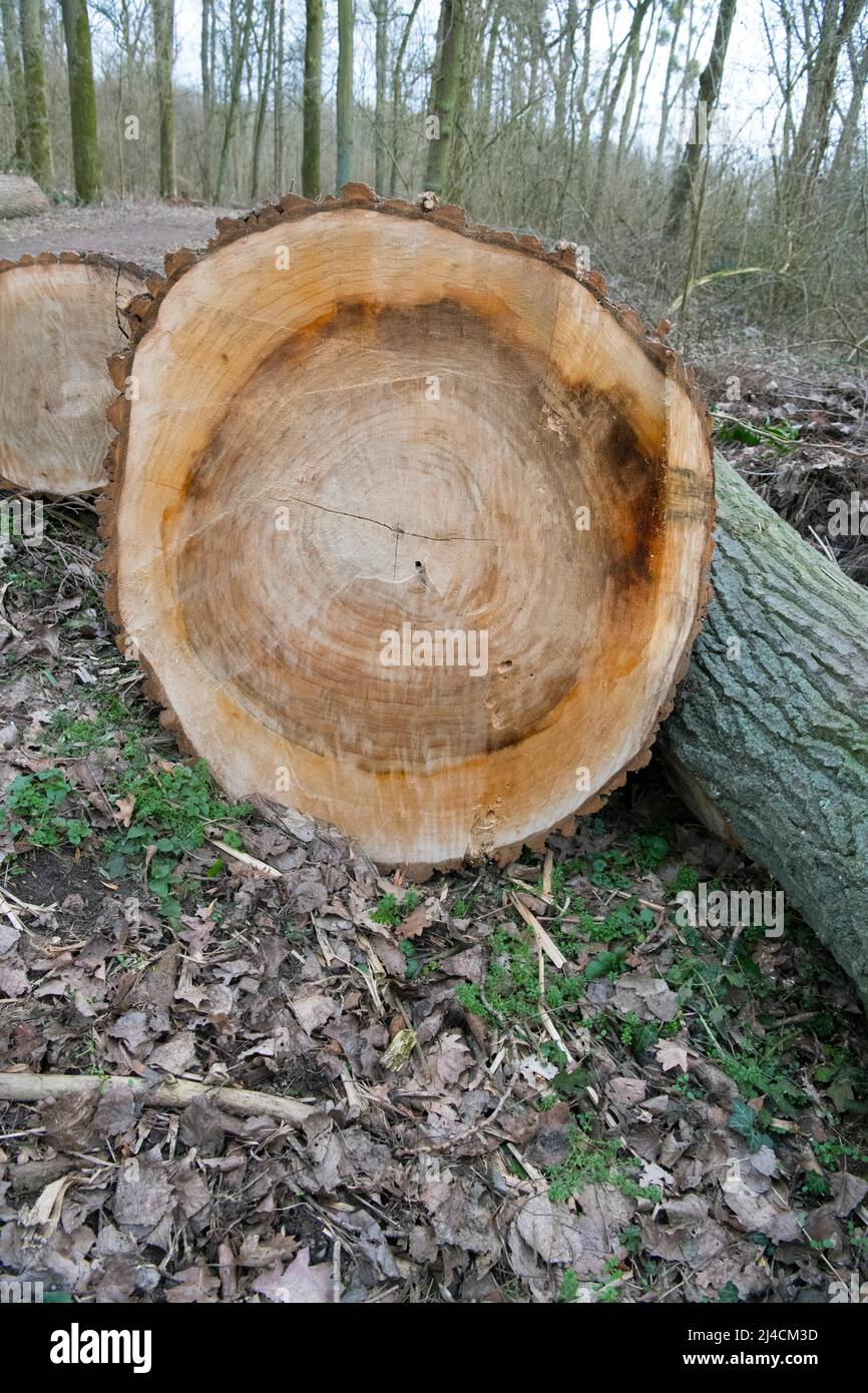 Forestry in the forest, freshly felled trees lying on the edge of the ...
