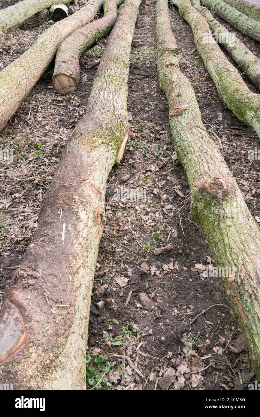 Forestry in the forest, freshly felled trees lying on the edge of the ...