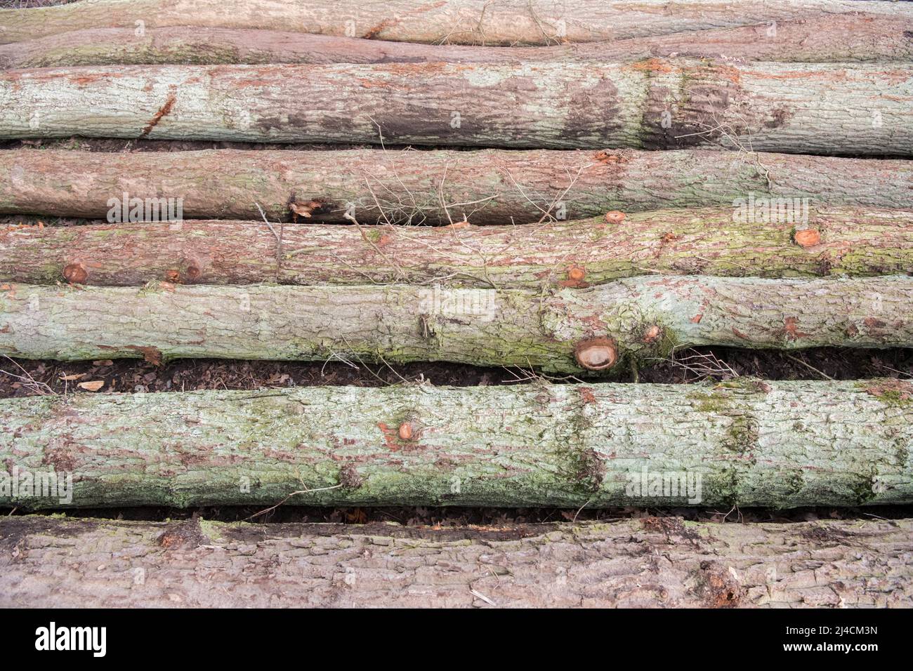 Forestry in the forest, freshly felled trees lying on the edge of the ...