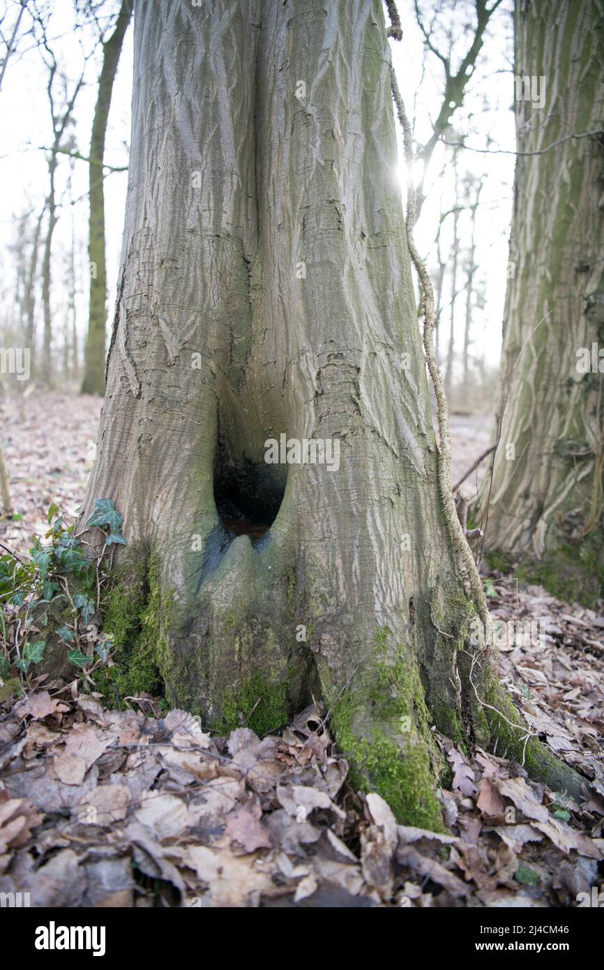 Water pot in old tree, ecologically very valuable microhabitat in the ...
