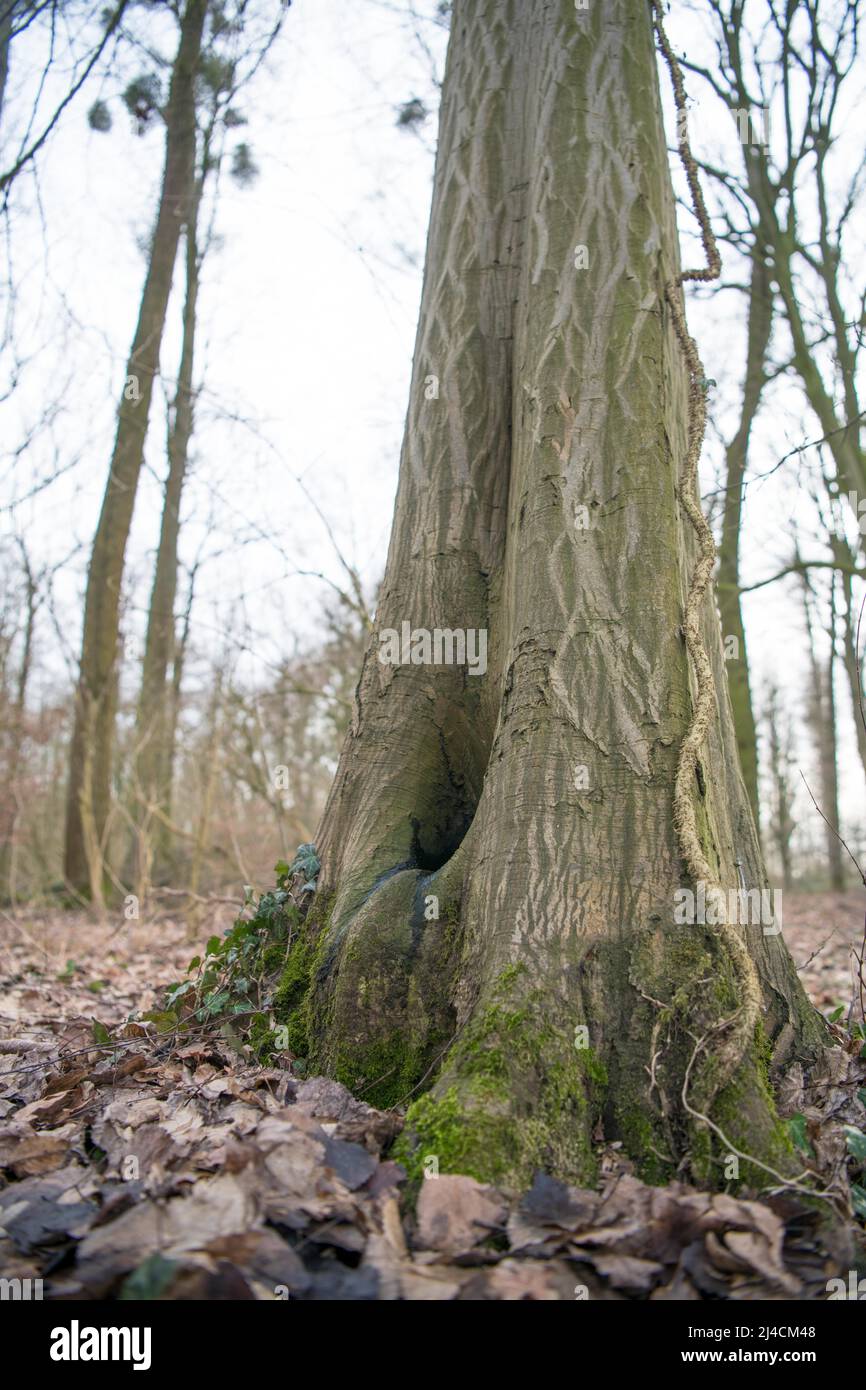 Water pot in old tree, ecologically very valuable microhabitat in the ...