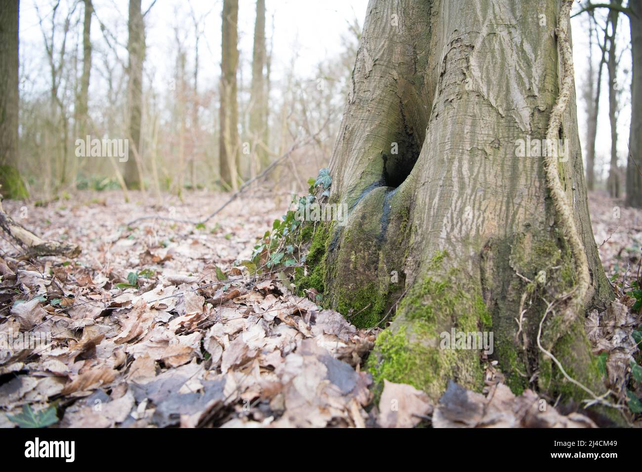 Water pot in old tree, ecologically very valuable microhabitat in the ...