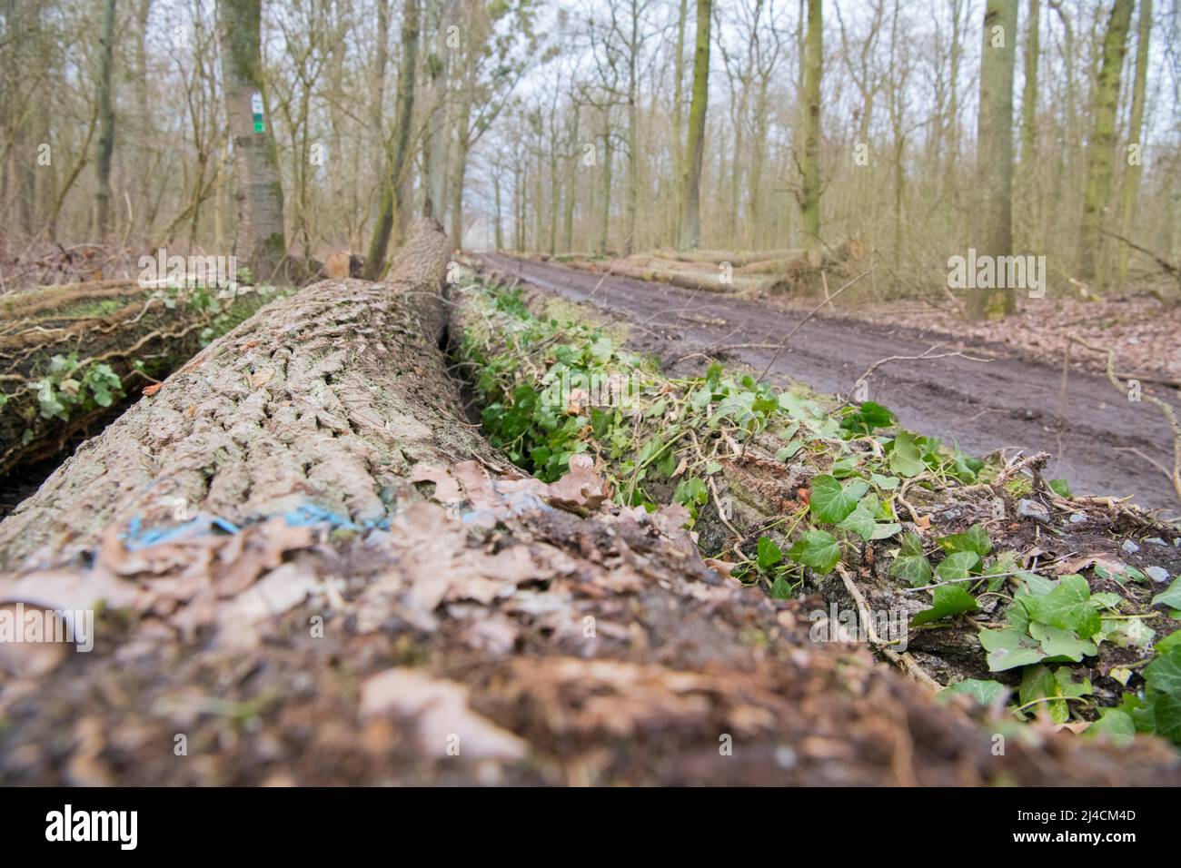 Forestry in the forest, wide forest road with tracks from a harvester ...