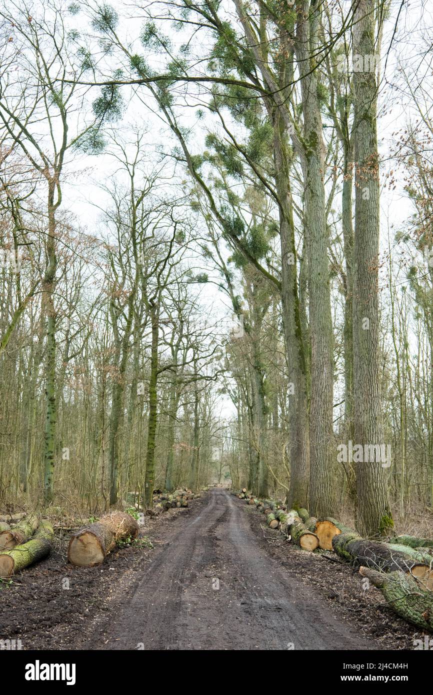 Forestry in the forest, wide forest road with tracks from a harvester ...