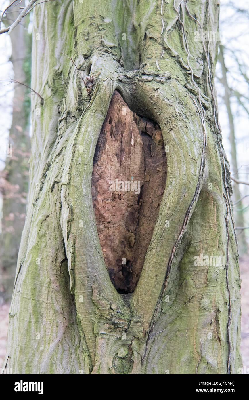 Mulm cavity in old tree, ecologically very valuable microhabitat in the ...