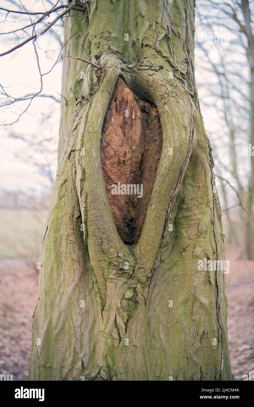 Mulm cavity in old tree, ecologically very valuable microhabitat in the ...