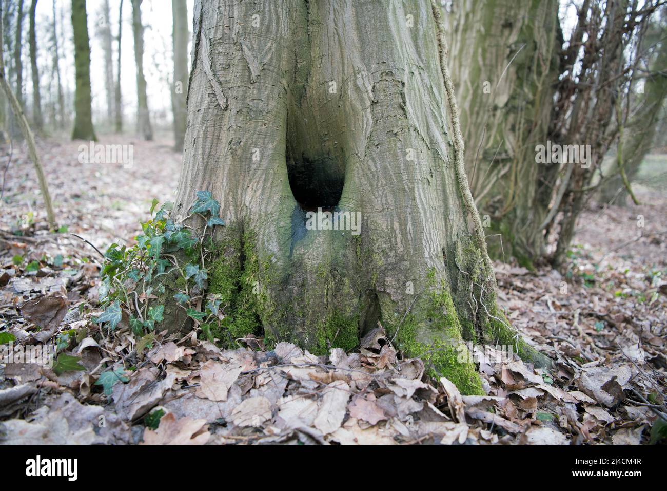 Water pot in old tree, ecologically very valuable microhabitat in the ...