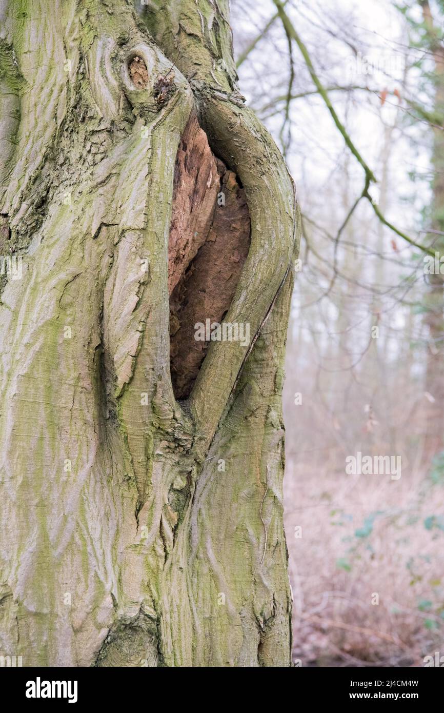 Mulm cavity in old tree, ecologically very valuable microhabitat in the ...