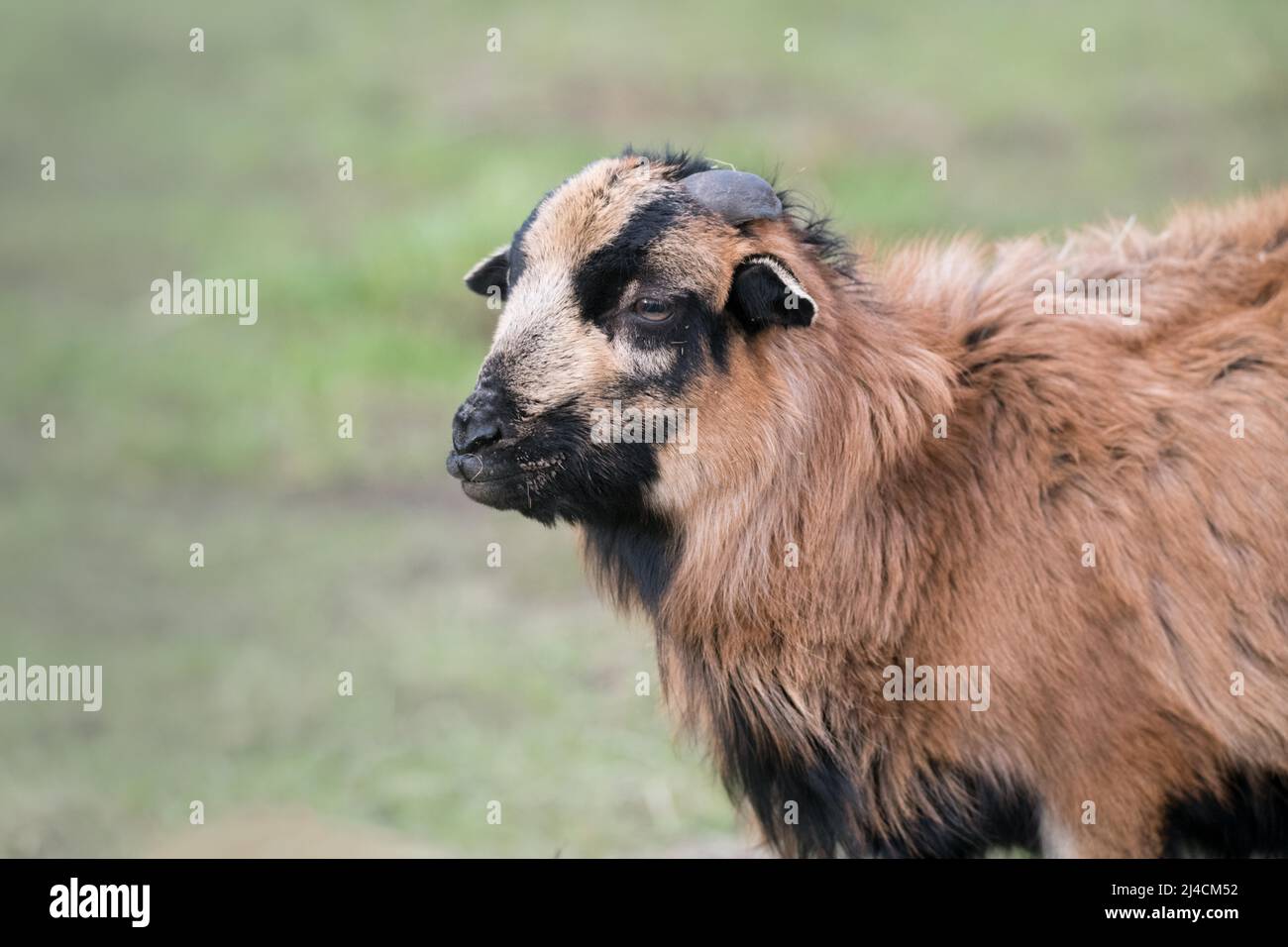 Cameroon sheep, nature conservation area for the preservation of open ...