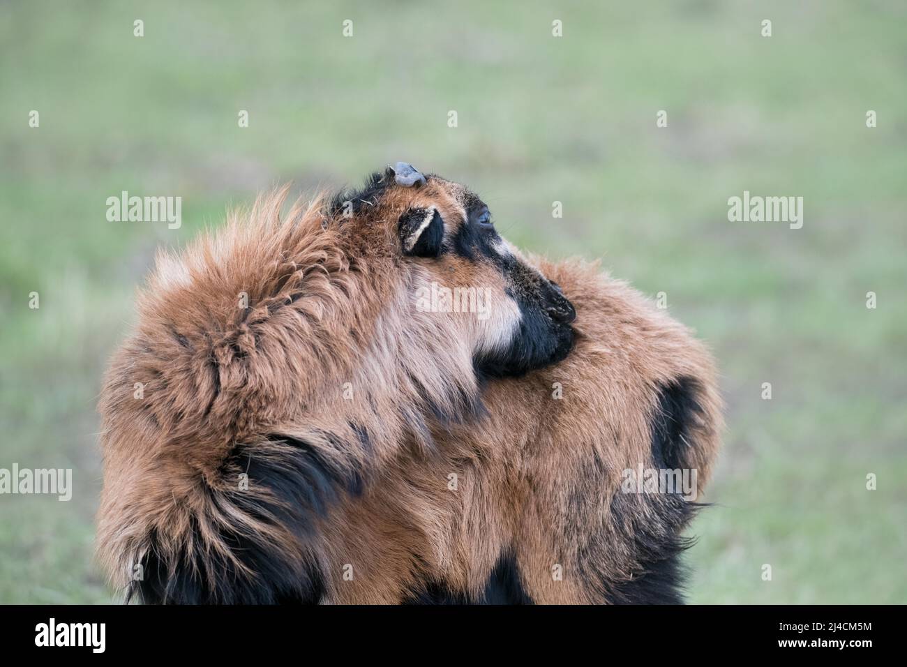 Cameroon sheep, nature conservation area for the preservation of open ...